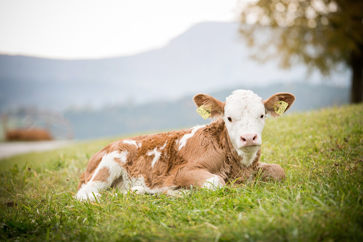 Als Linda ihr Kalb bekommen hat – KUHLEMUH